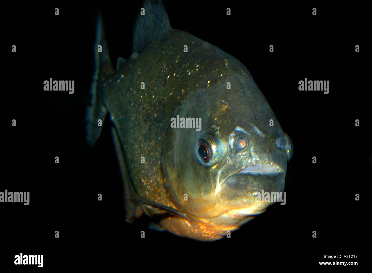 Red piranha Pygocentrus nattereri this species of freshwater characin ...