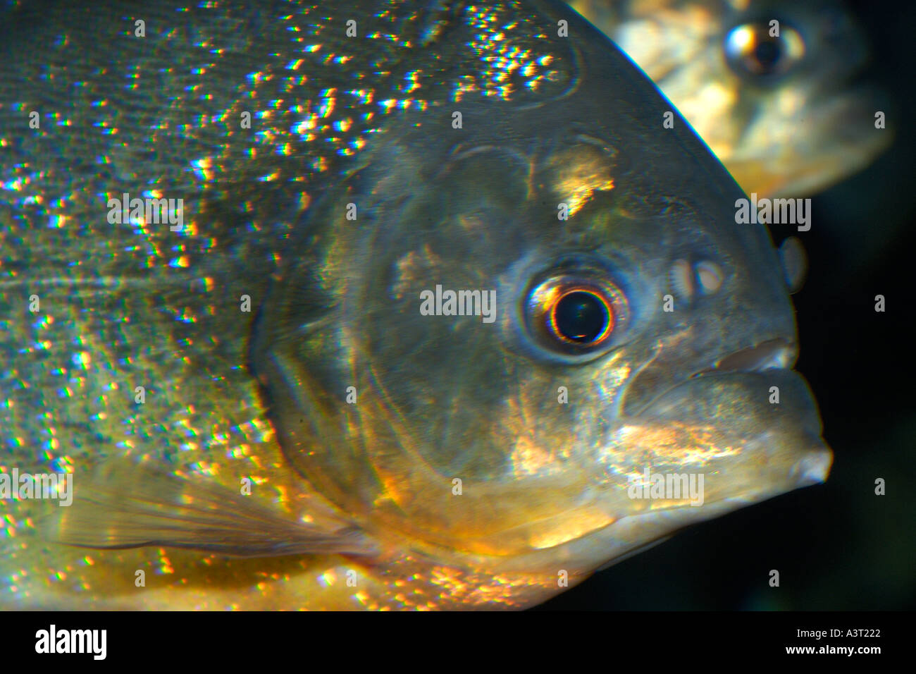 Red piranha Pygocentrus nattereri freshwater species of characin fish ...