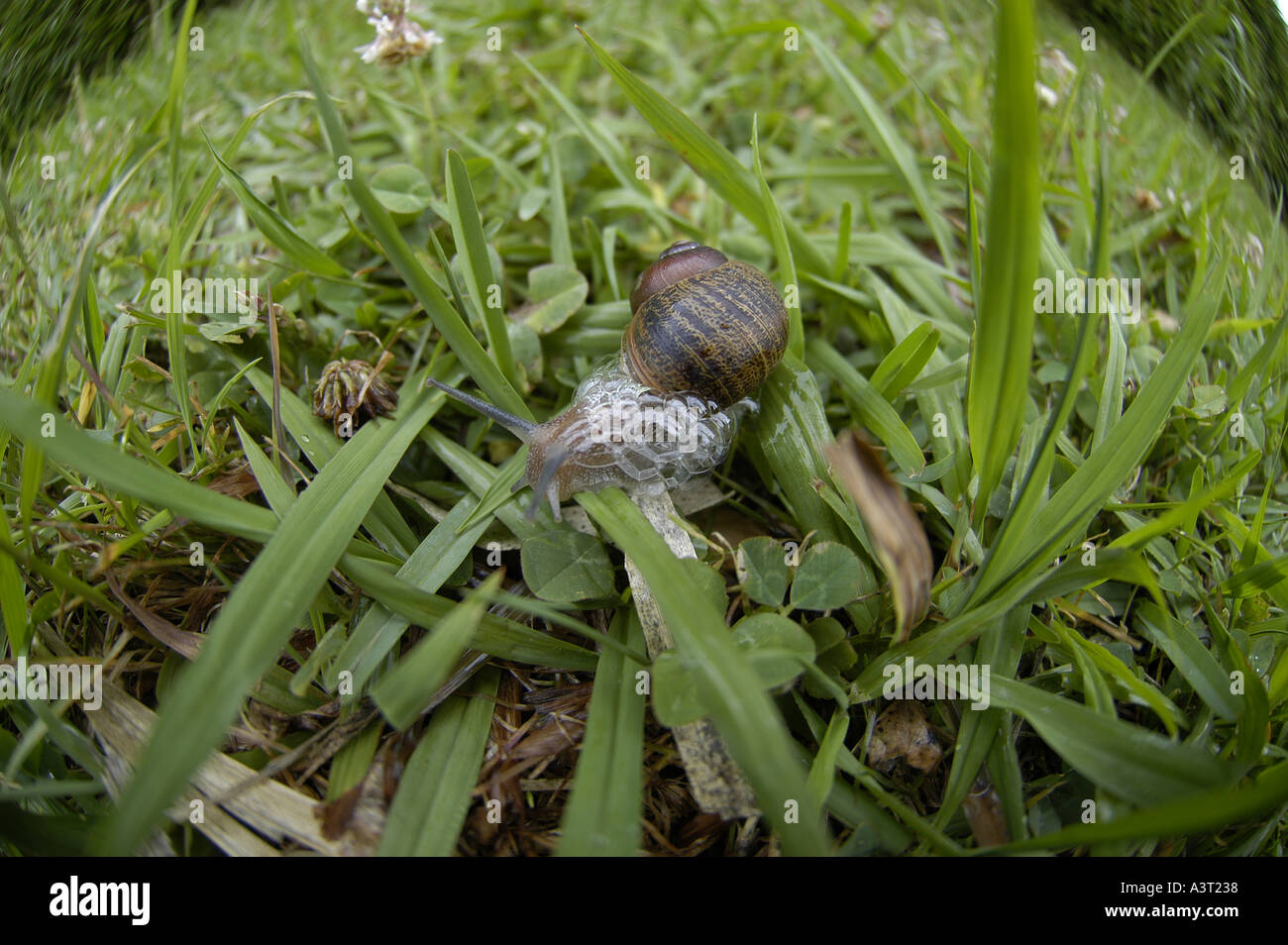Snail after a summer rain Azores is covered by colorful flowers and a ...