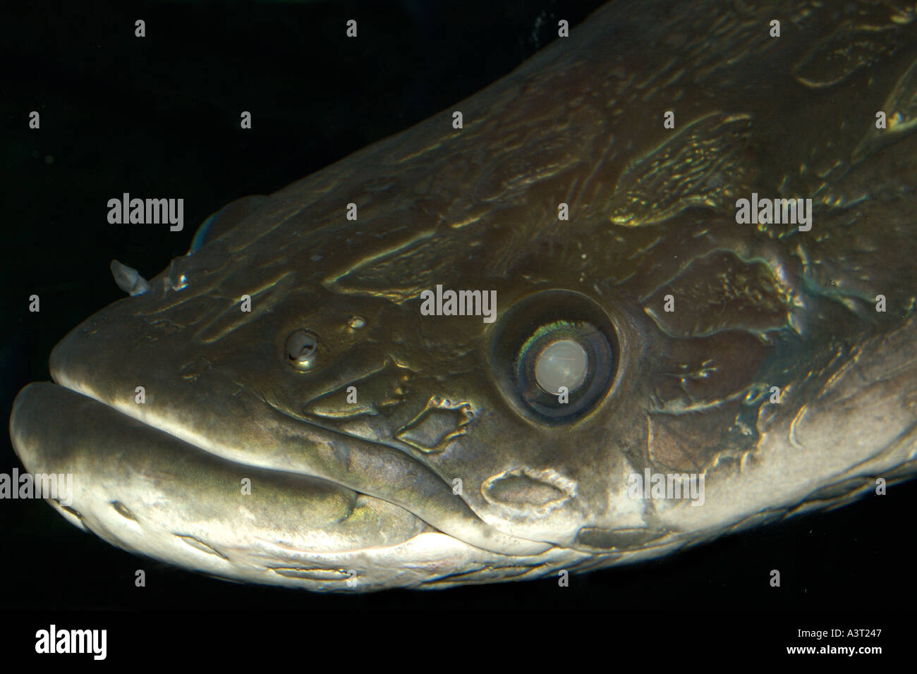 Arapaima Gigas Teeth
