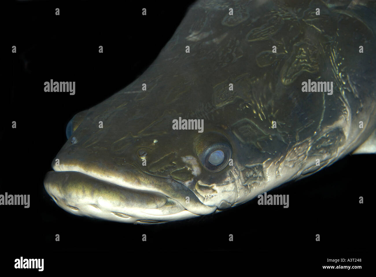 Arapaima gigas brazil High Resolution Stock Photography and Images - Alamy