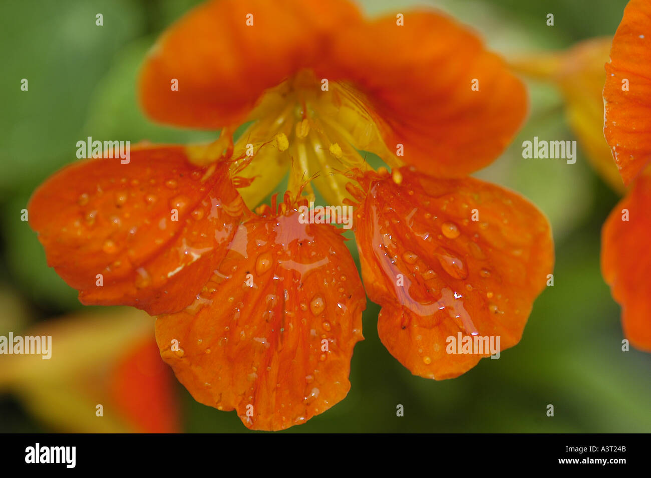 Morning mist on orange flower stamen filament anther petal Azores is ...