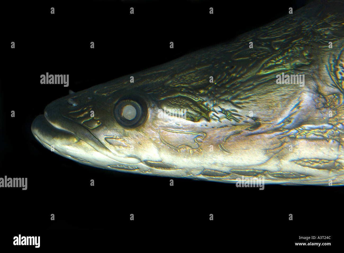 Arapaima or pirarucu face detail Arapaima gigas largest freshwater fish ...