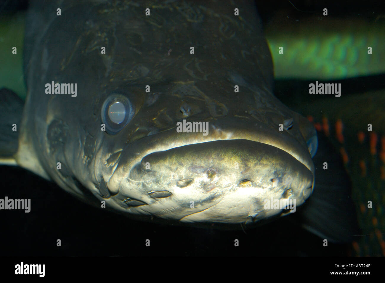 Arapaima or pirarucu face detail Arapaima gigas largest freshwater fish ...