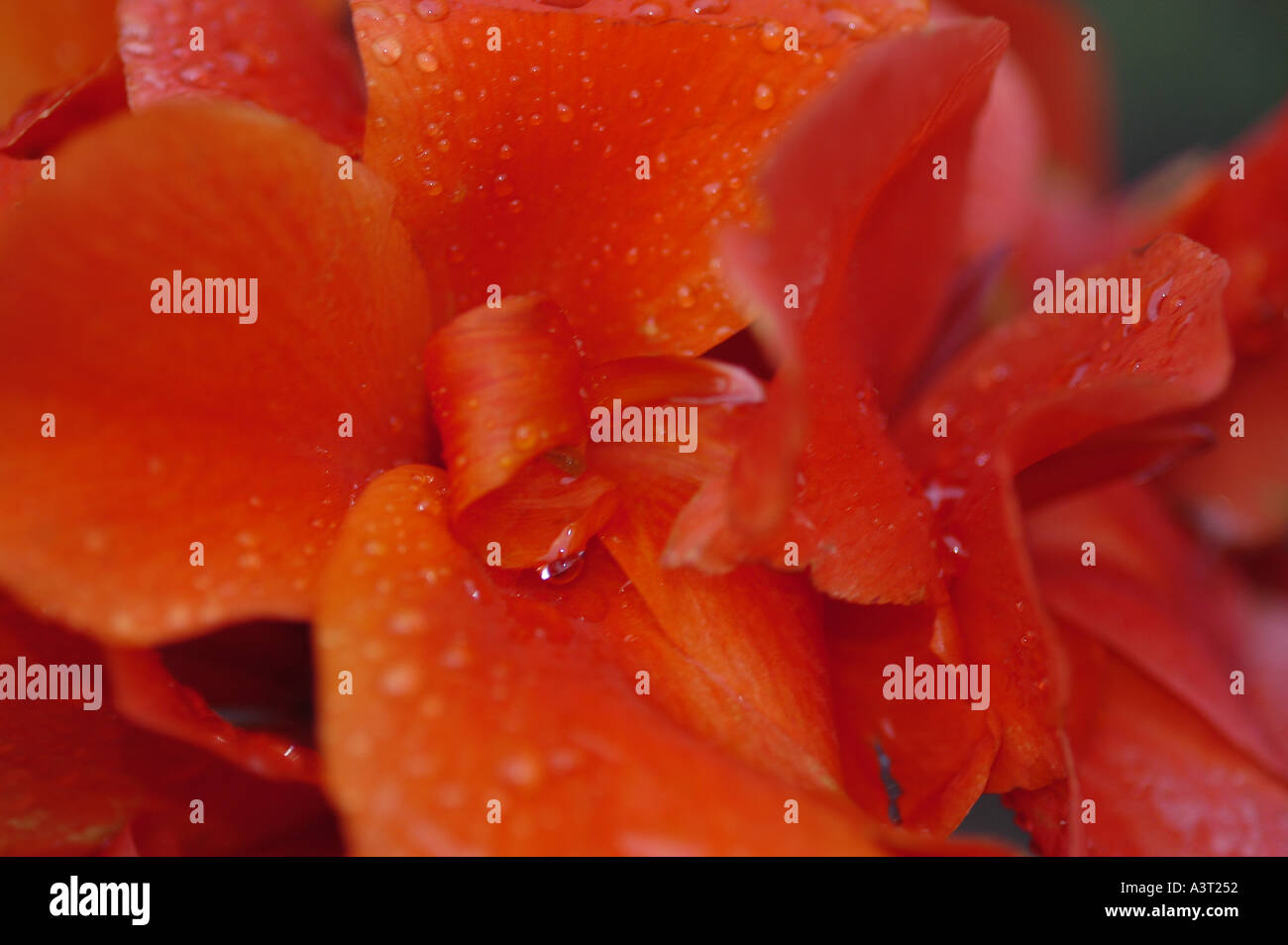 Morning mist on orange flower stamen filament anther petal Azores is ...