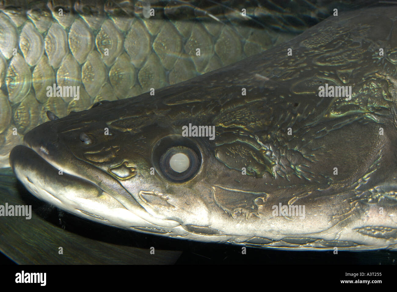 Arapaima or pirarucu face detail Arapaima gigas largest freshwater fish ...