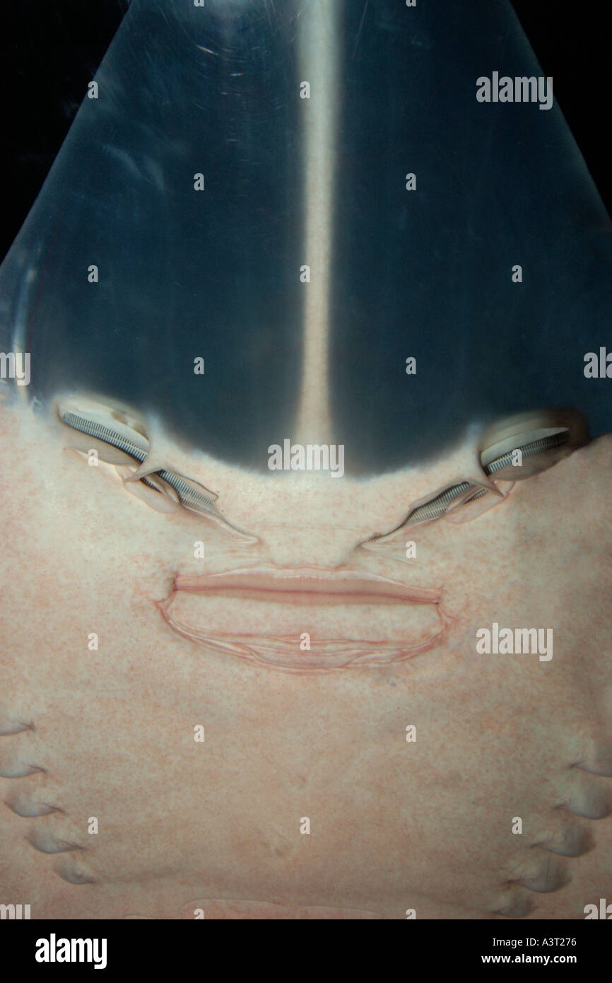 Wide sawfish hi-res stock photography and images - Alamy