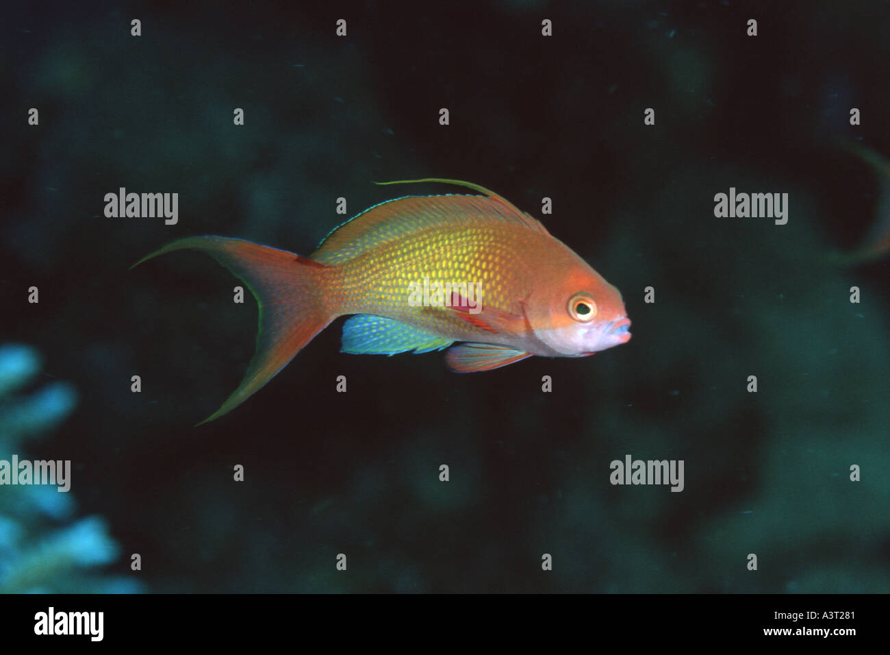 Anthias Pseudanthias sp Similan Islands Thailand Andaman Sea Stock ...
