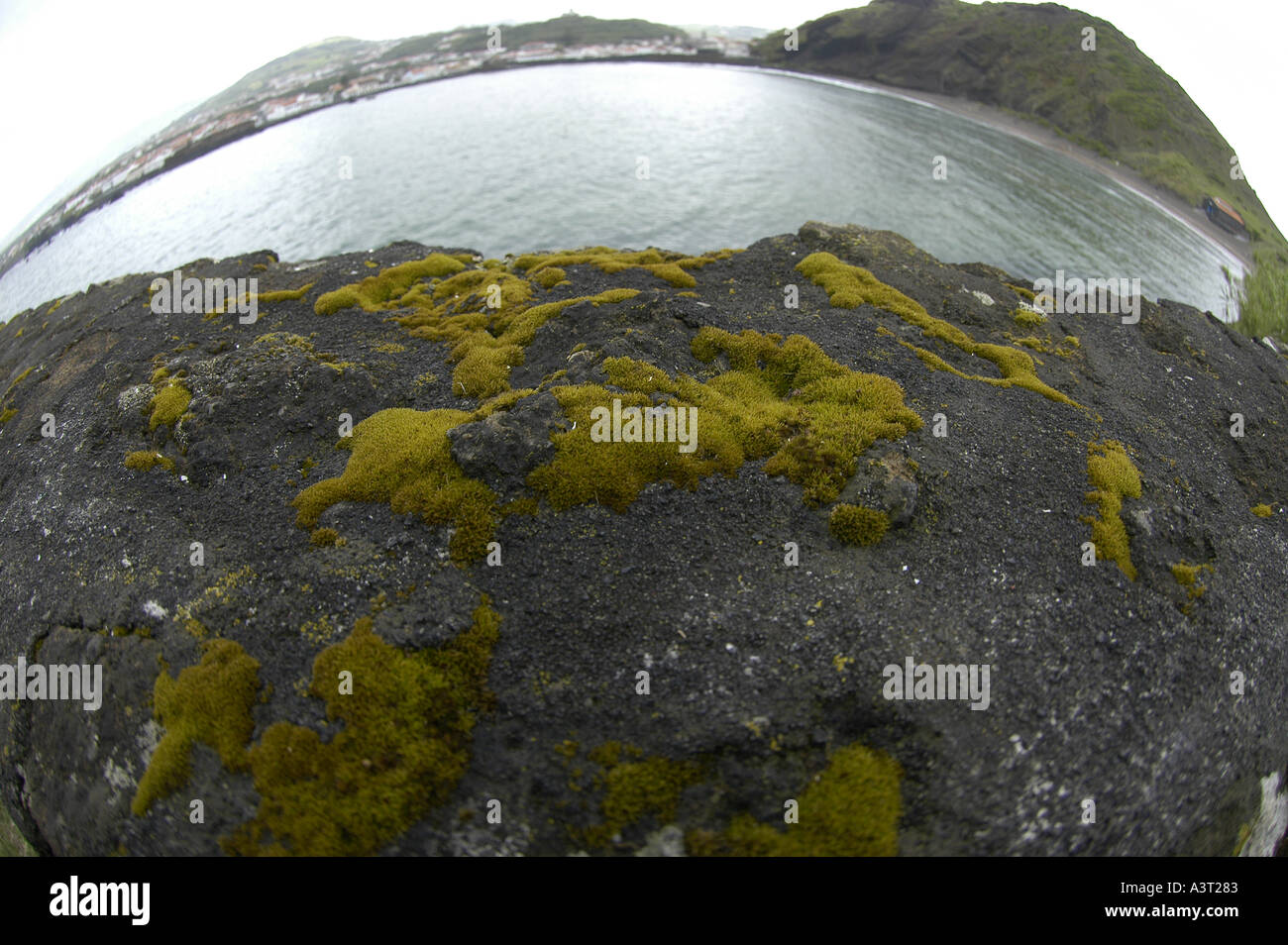 Moss Horta Azores Islands Portugal North Atlantic Ocean KIKE CALVO V W ...