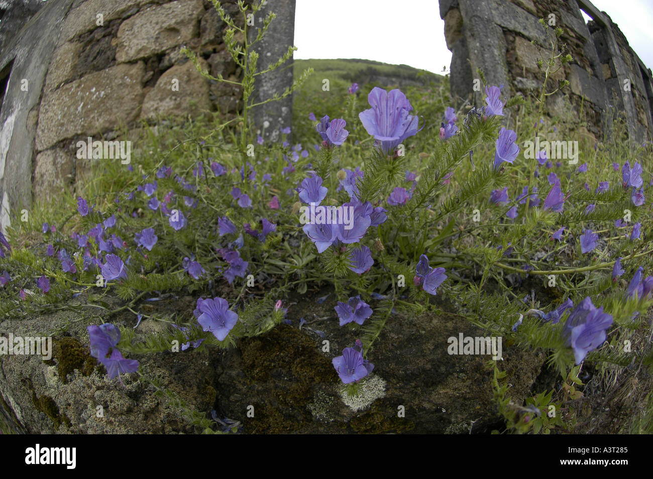 Flowers at the old whaling factory sperm whale hunting Horta Azores ...