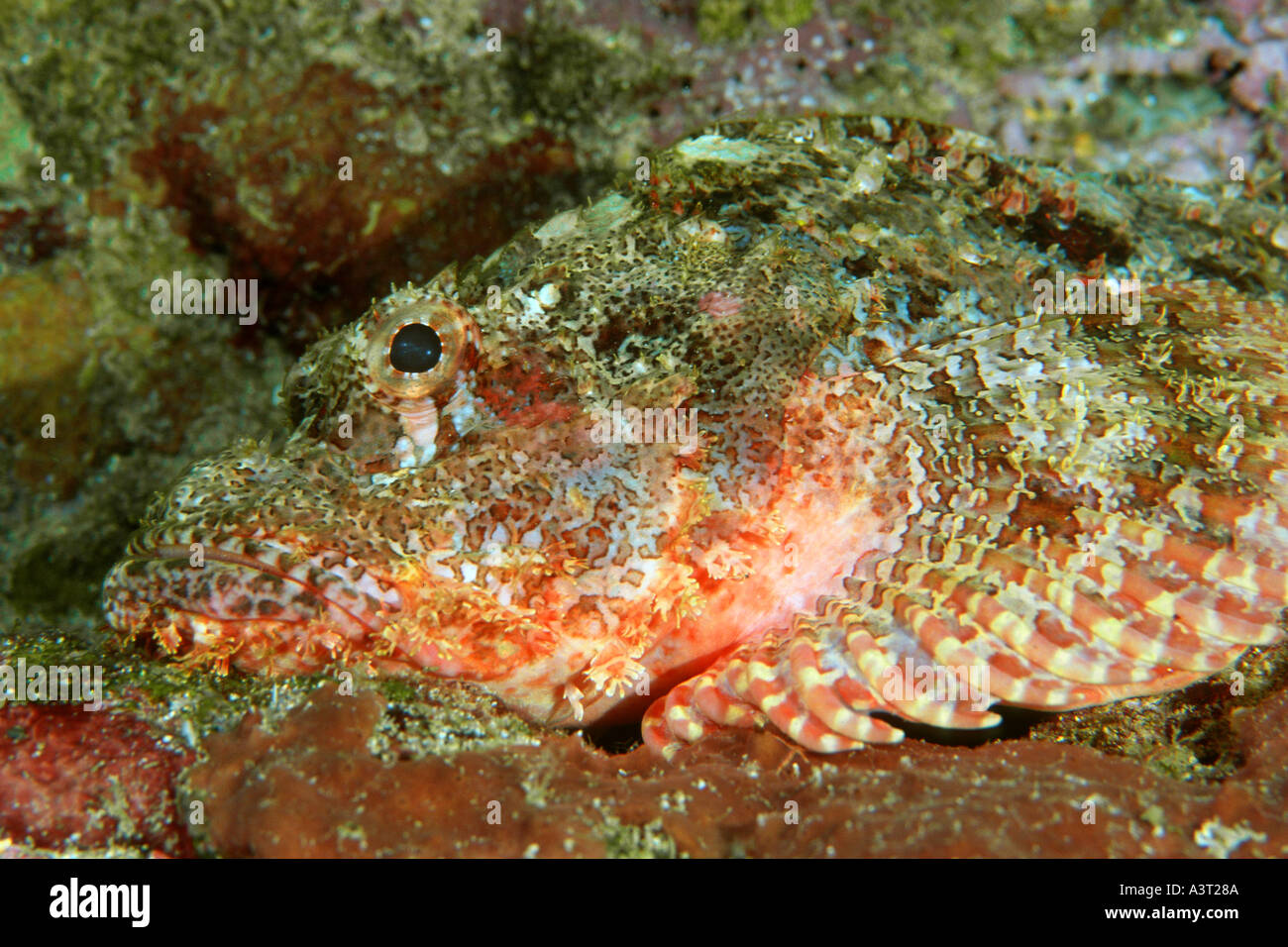 Titan scorpionfish Scorpaenopsis cacopsis Similan Islands Thailand ...