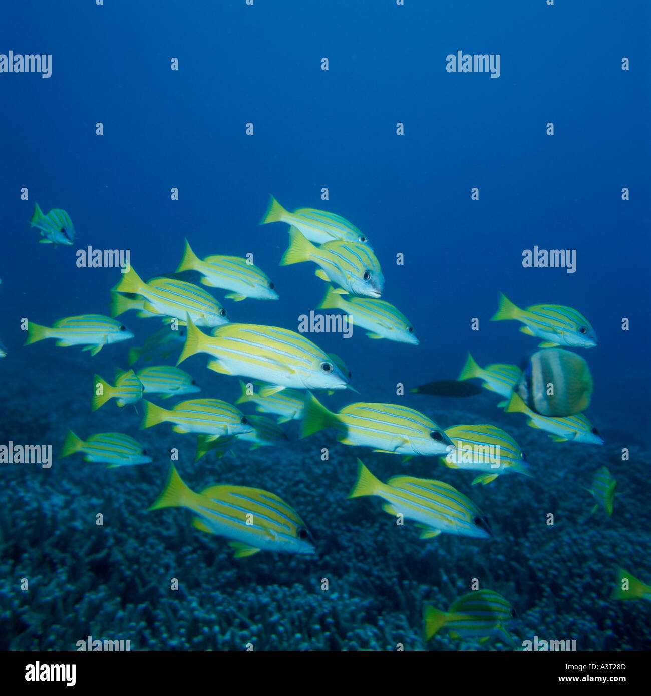 BLUE BANDED SNAPPER OKINAWA JAPAN Stock Photo - Alamy