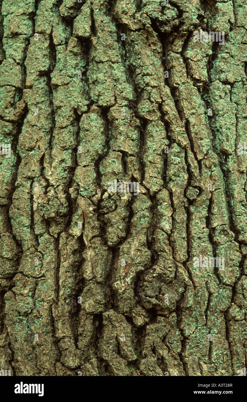 Tree with grooves in bark hi-res stock photography and images - Alamy
