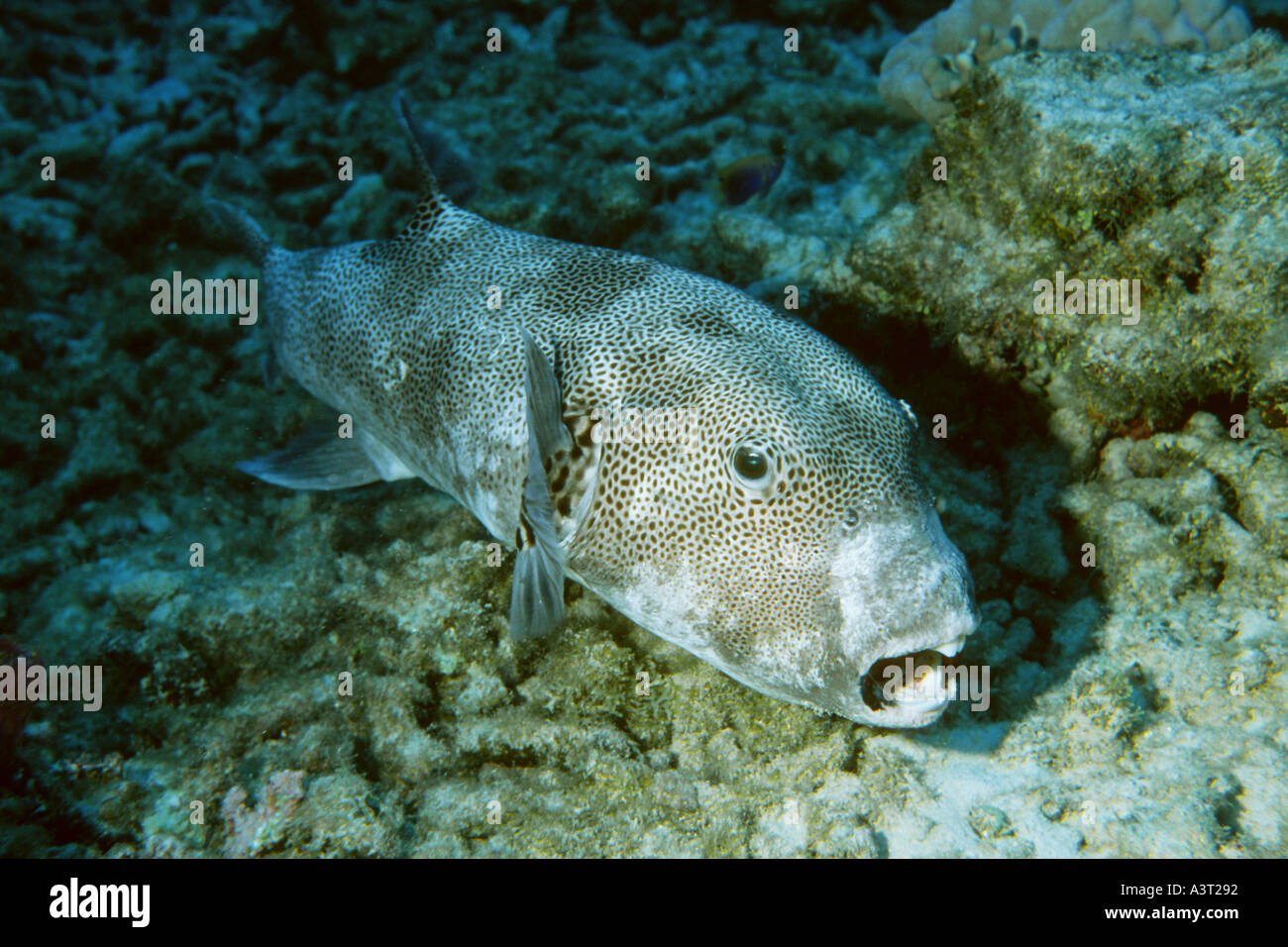 Oceanic puffer fish High Resolution Stock Photography and Images - Alamy