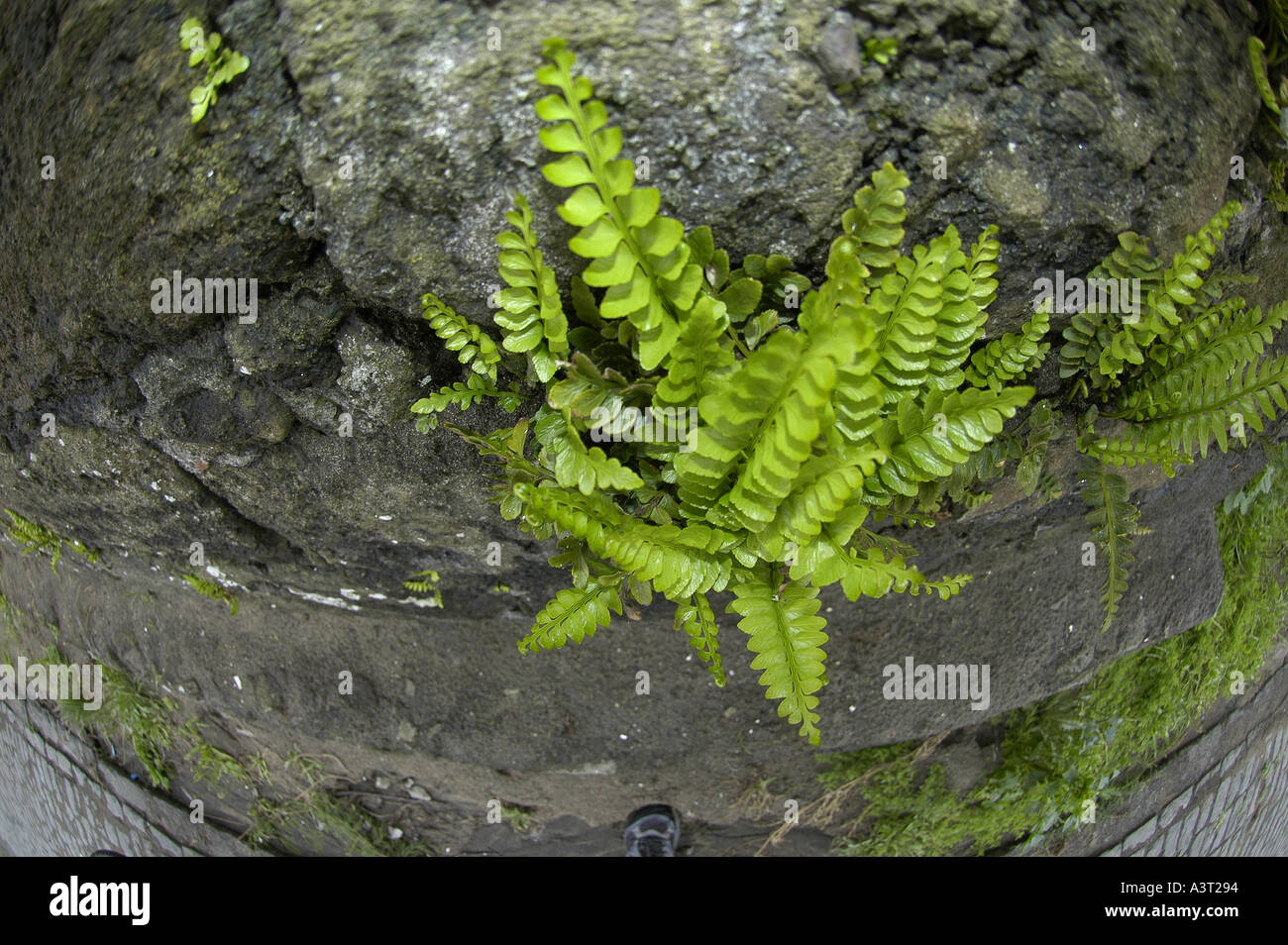 Ferns and moss at the old whaling factory sperm whale hunting Horta ...