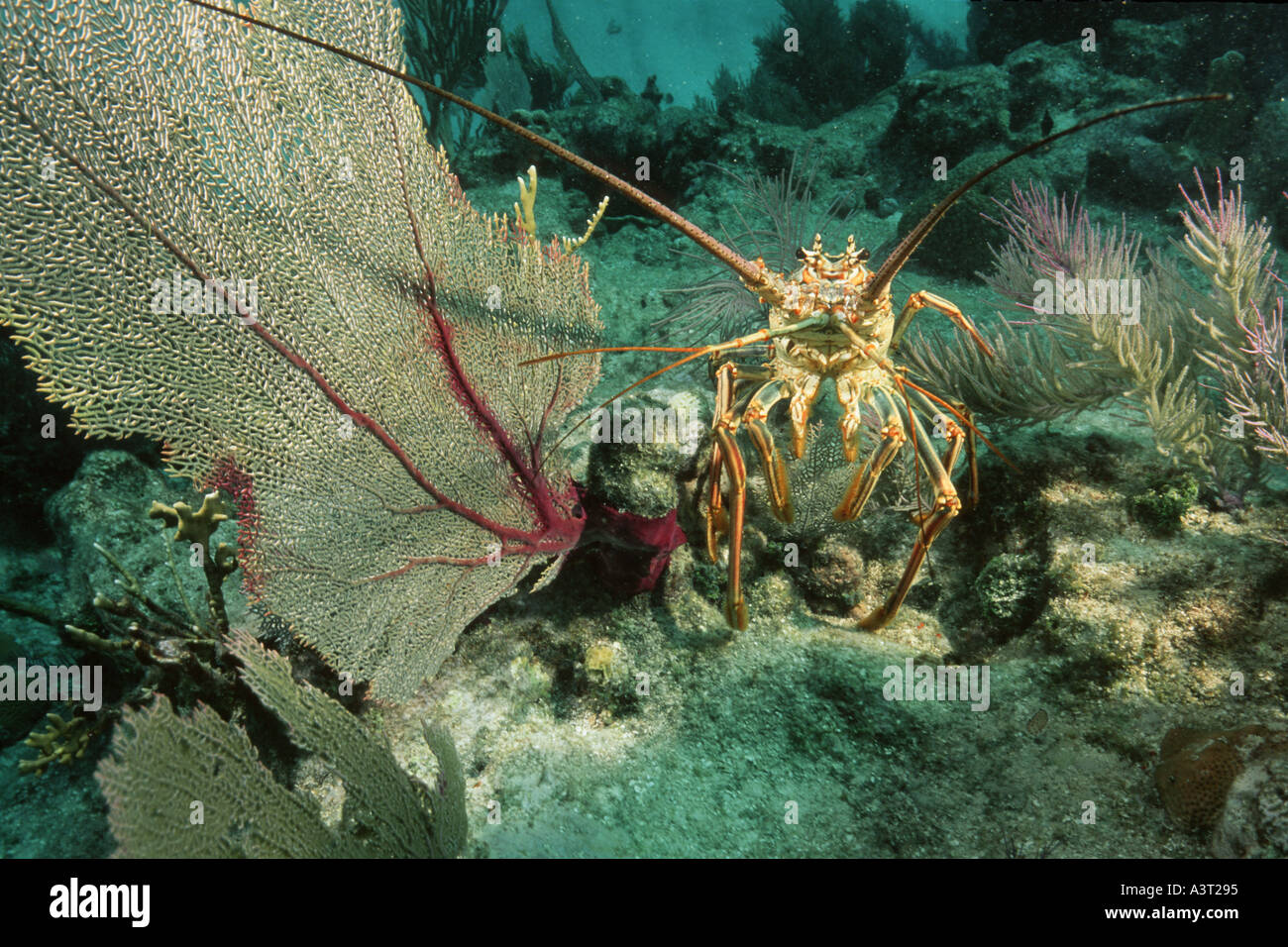 Caribbean spiny lobster Panullirus argus Molasses Reef Key Largo ...