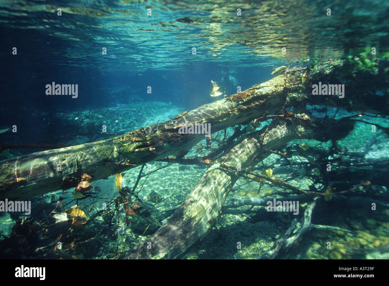Can Trees Survive Underwater