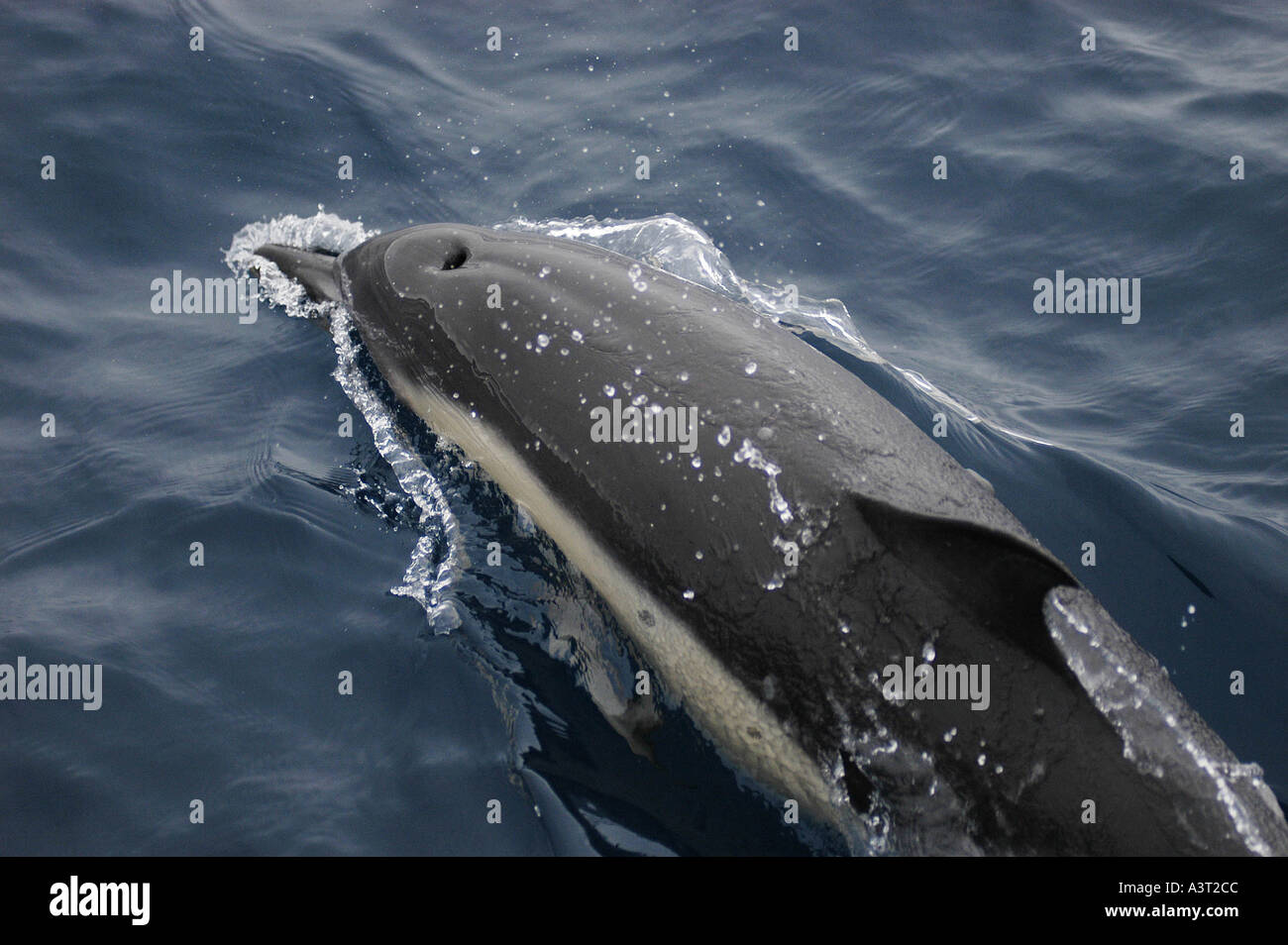 short beaked common dolphins Delphinus delphis Azores Islands Portugal North Atlantic Ocean KIKE ...
