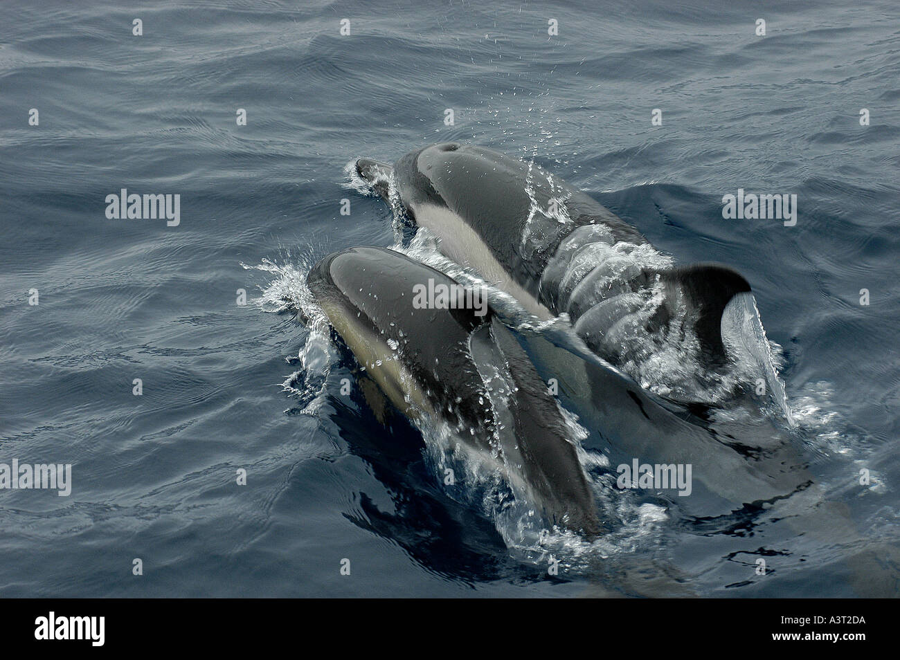 short beaked common dolphins Delphinus delphis Azores Islands Portugal North Atlantic Ocean KIKE ...