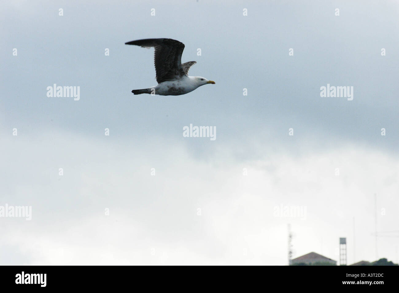 sea gull View of Horta village town harbour and marina Faial Island ...
