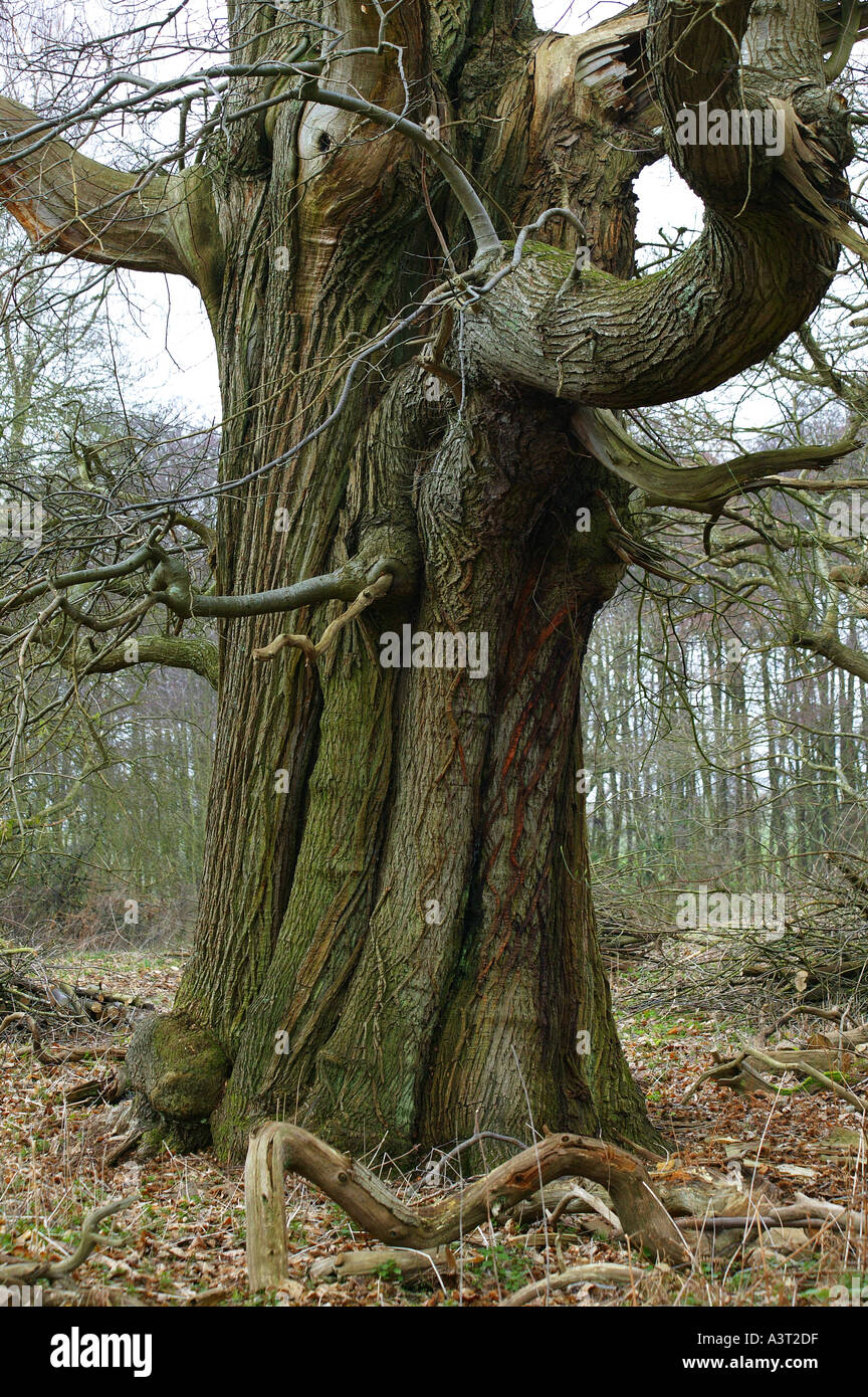 Sussex, England. Portrait view of the twisted trunk of large old Sweet ...