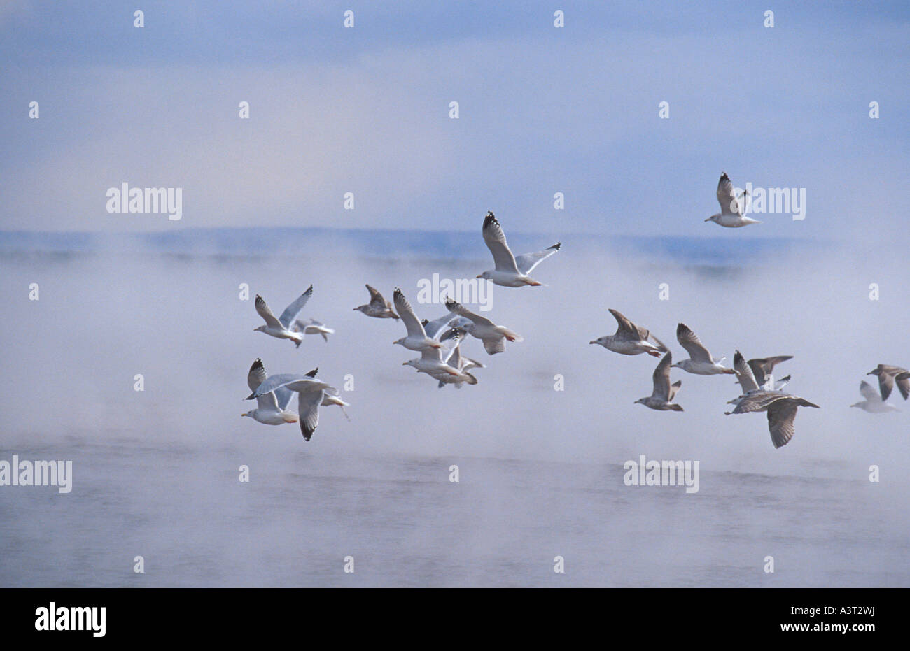A FLOCK OF HERRING GULLS FLY THROUGH STEAM RISING AT THE MOUTH OF THE ...