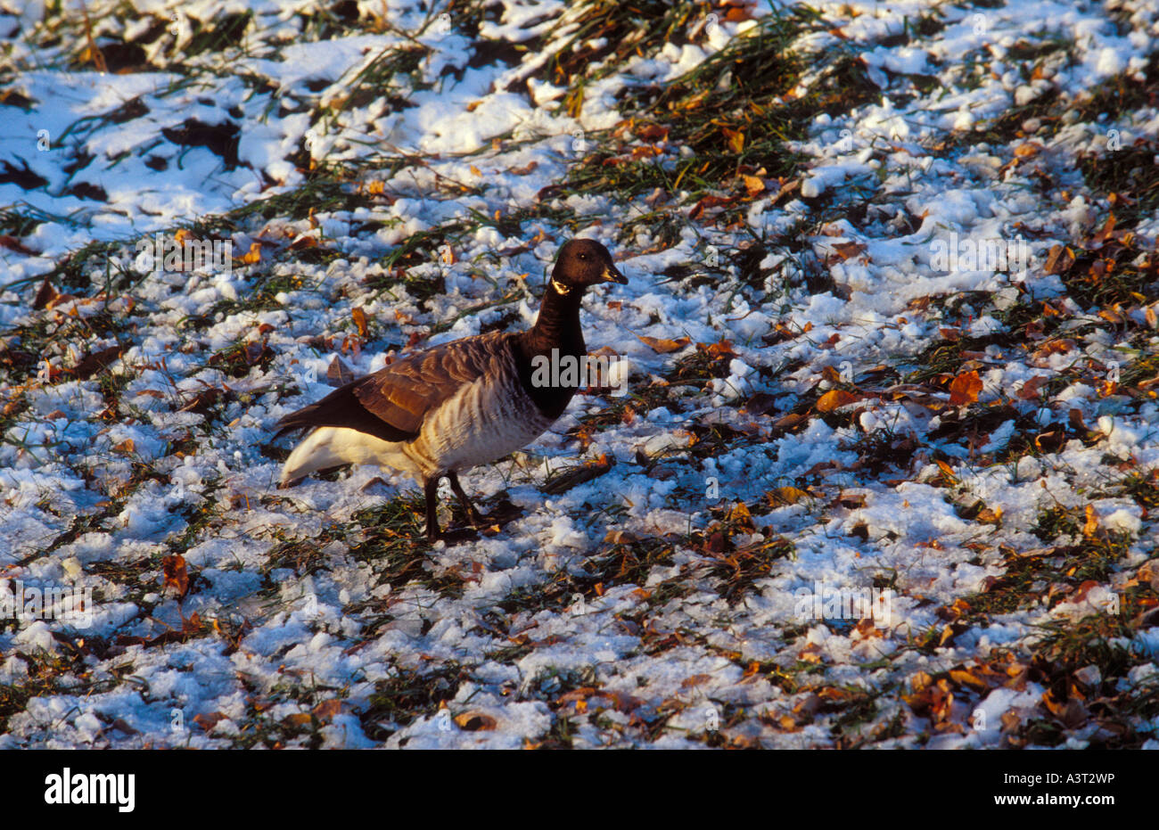 A BRANT STANDS ON SNOW COVERED GRASS IN MARQUETTE MICHIGAN Stock Photo ...