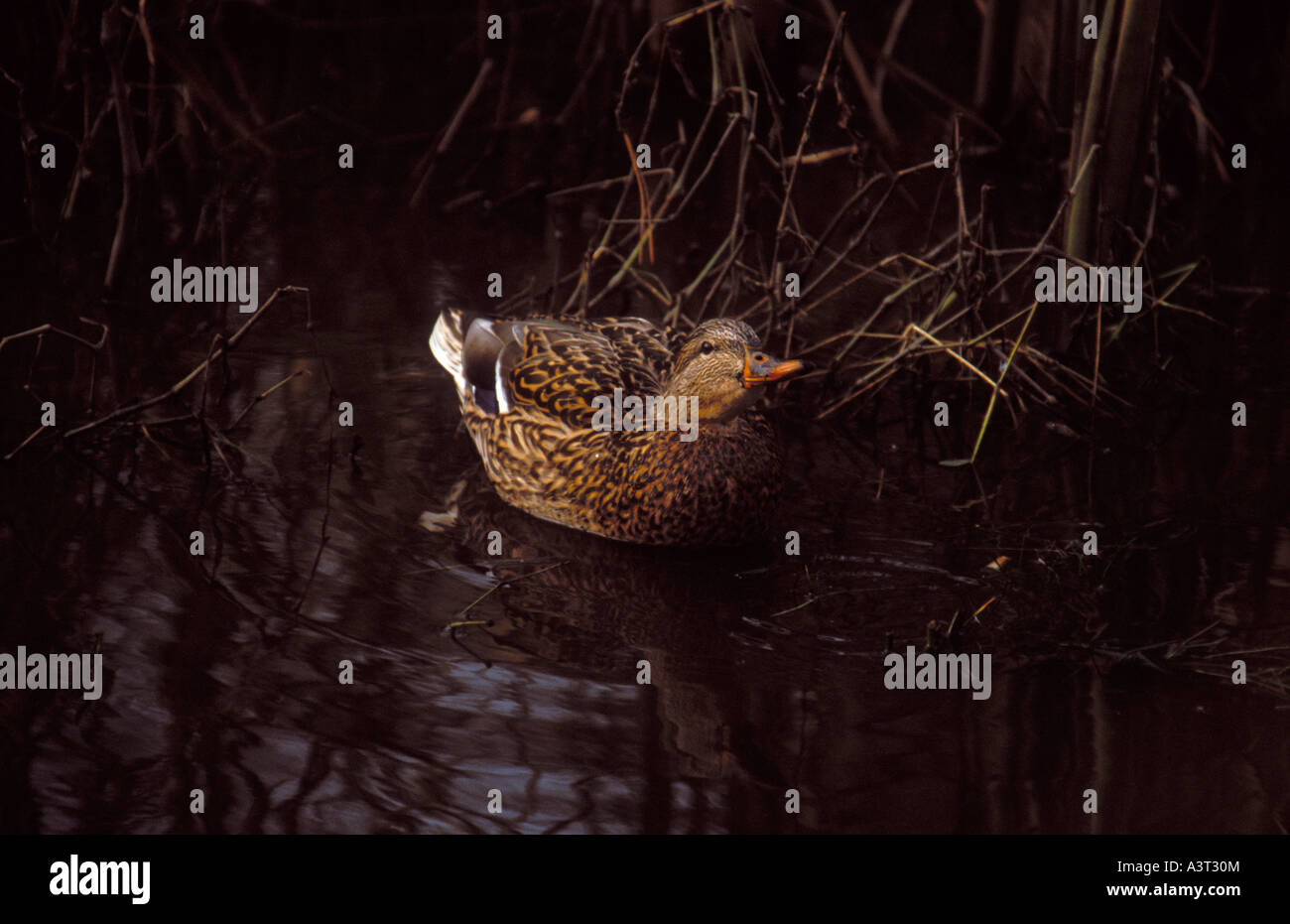A FEMALE MALLARD DUCK ON A LAKE SUPERIOR ESTUARY NEAR MARQUETTE ...