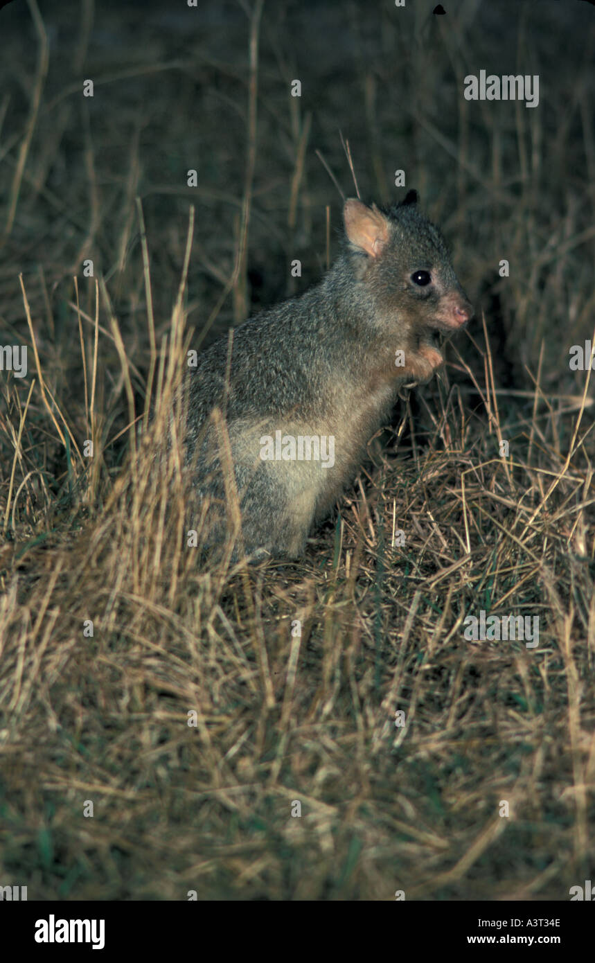 MAMMAL KANGAROO RAT Rufous Stock Photo - Alamy