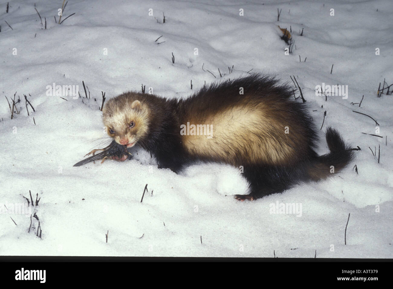 European polecat snow hi-res stock photography and images - Alamy