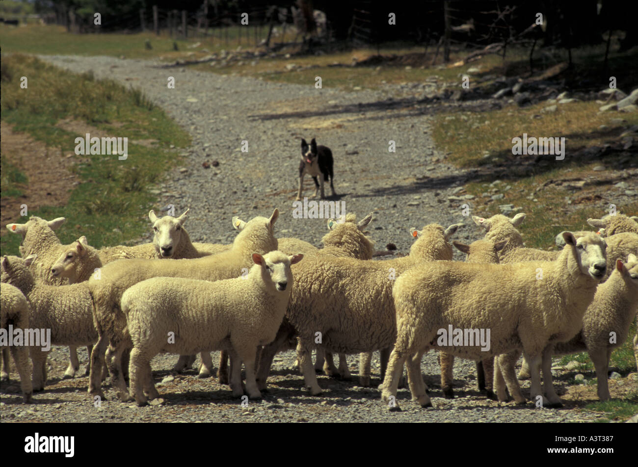 Fairlie new zealand hi-res stock photography and images - Alamy