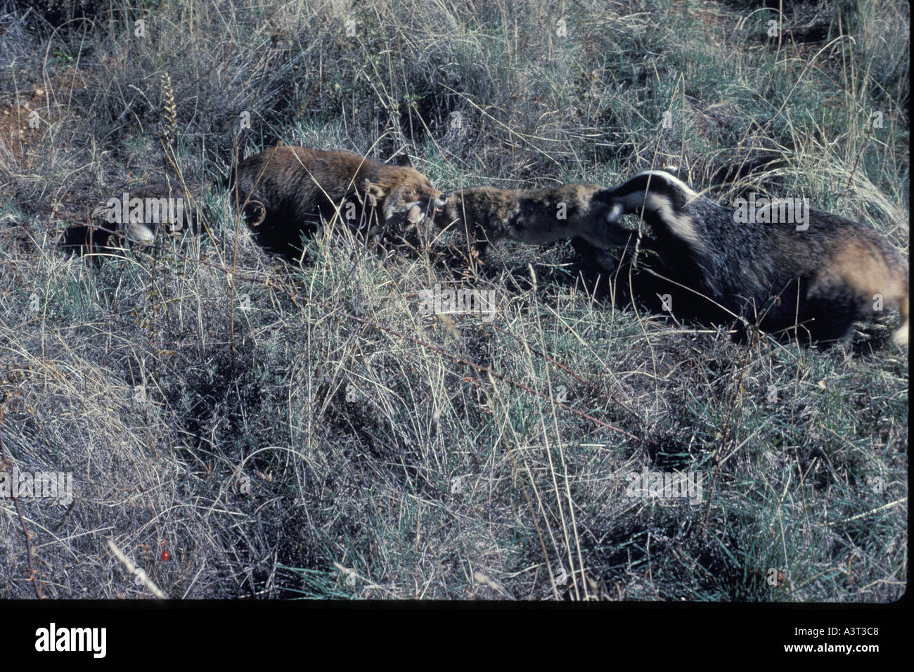 European Badger meles meles fighting for a rabbit Spain Carlos Sanz V W ...