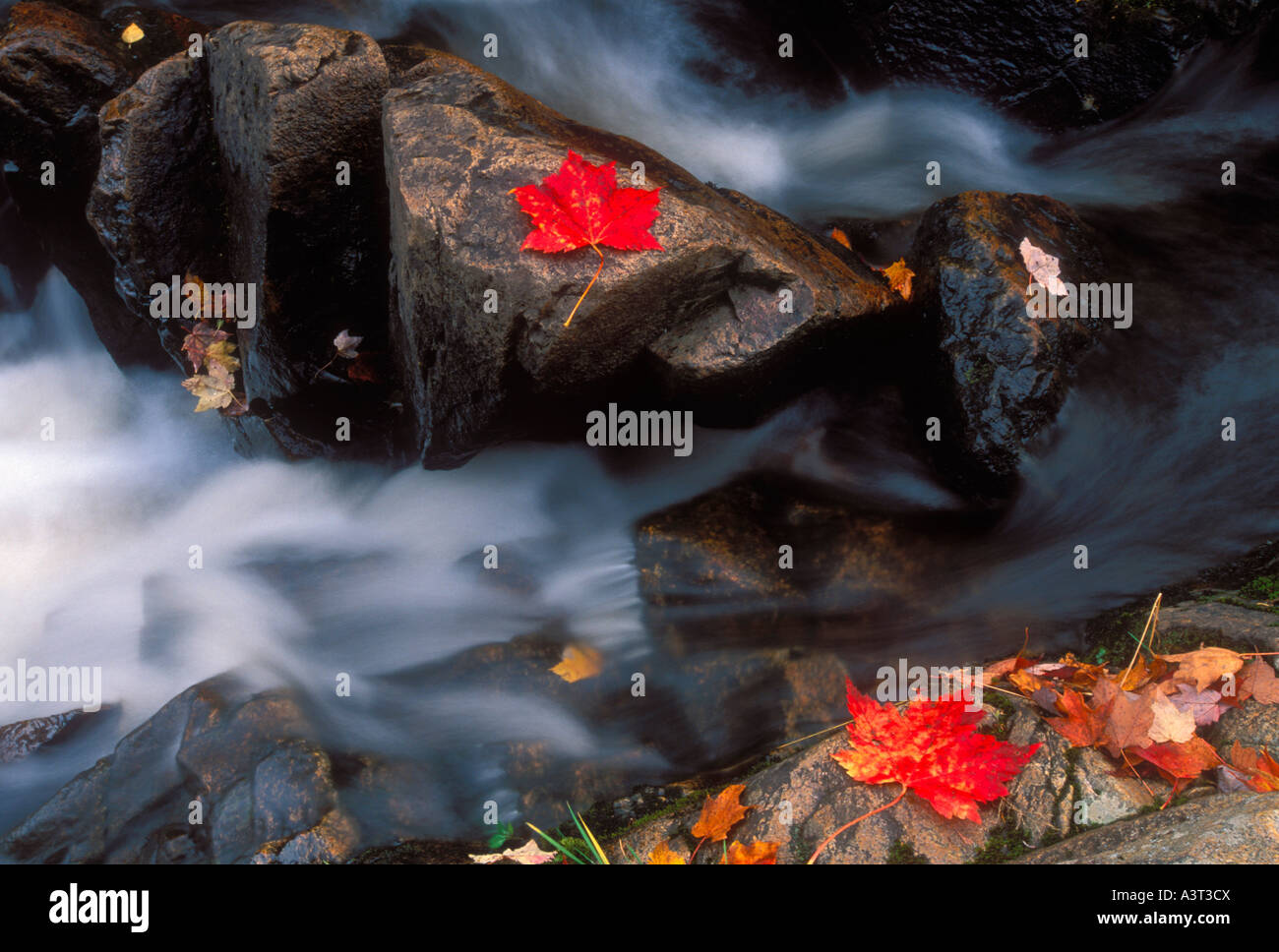 Maple leaves in fall color grace rocks along a swift moving section of ...