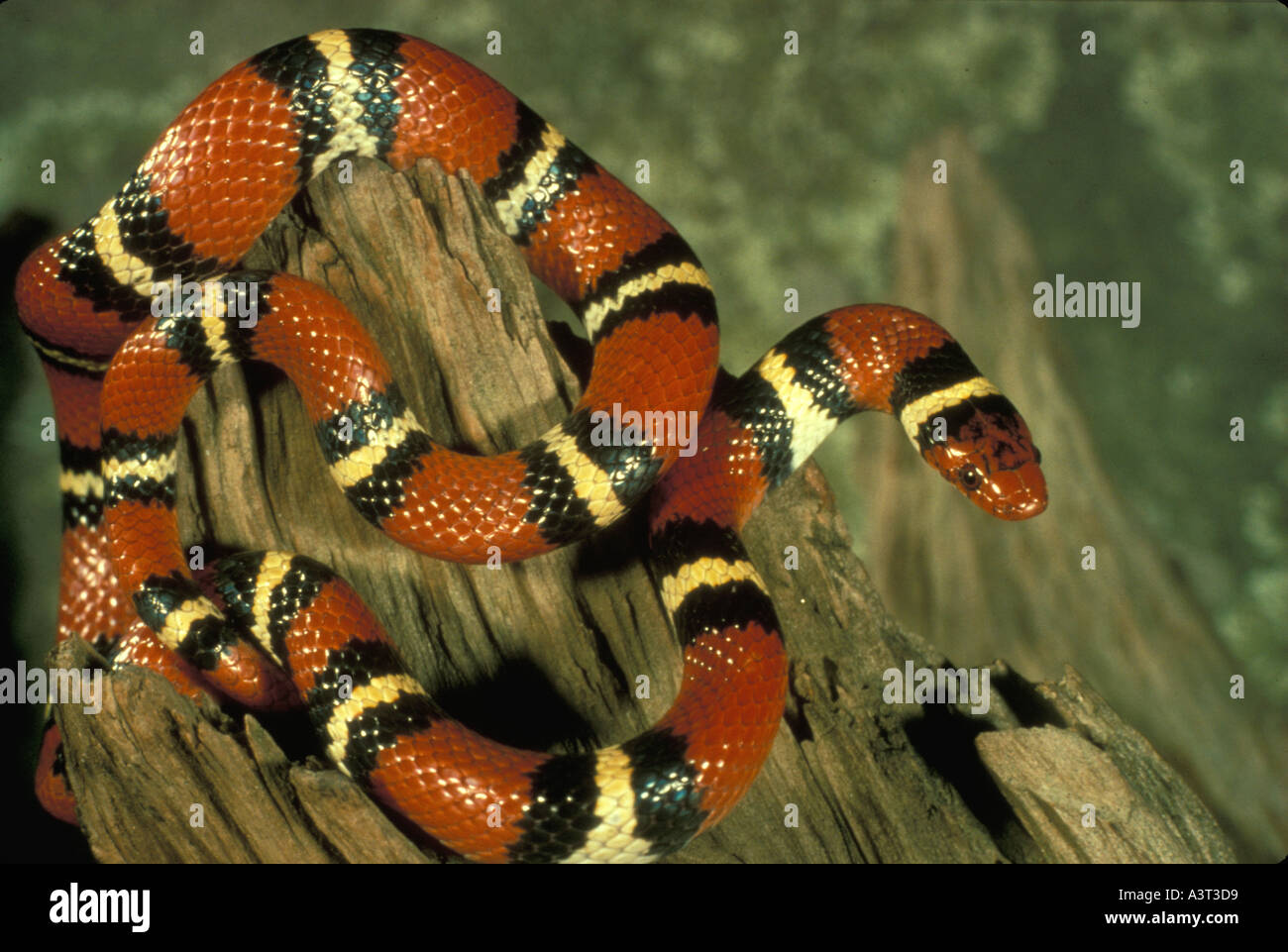 REPTILE SNAKE King Scarlet Stock Photo - Alamy