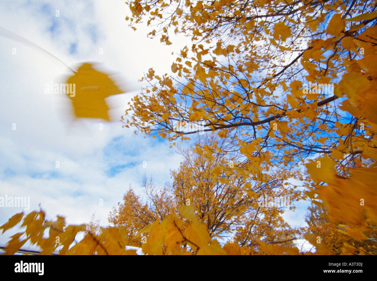 Maple leaves yellow with fall color blow in the wind at Presque Isle ...