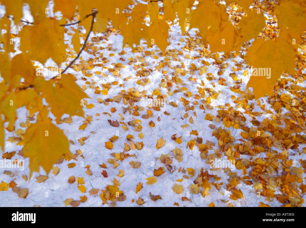 Maple leaves yellow with fall color lie on the ground after a light ...