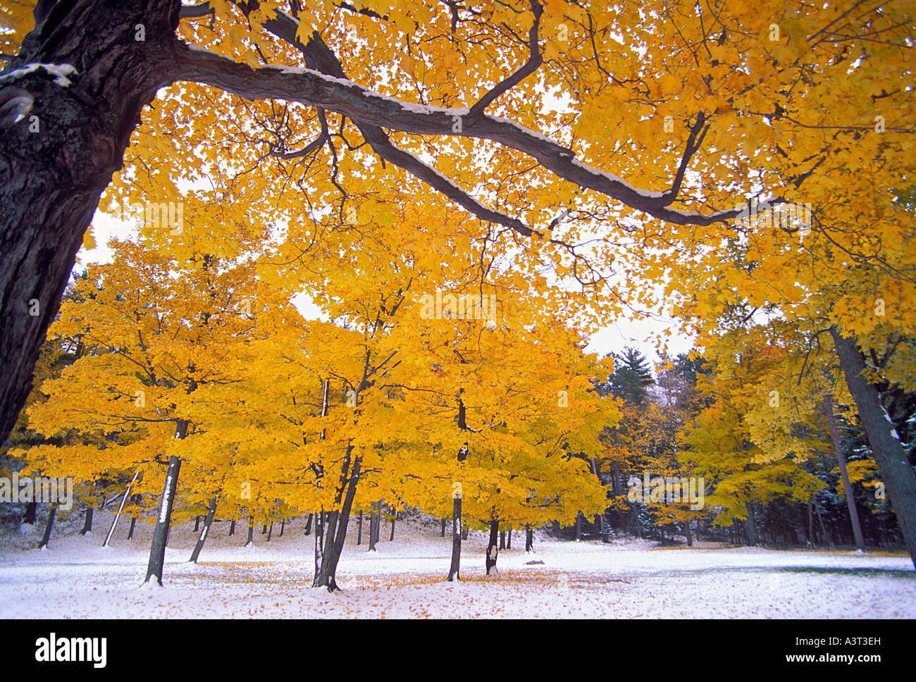 Maple trees adorned with fall foliage are seen after a light snowfall ...