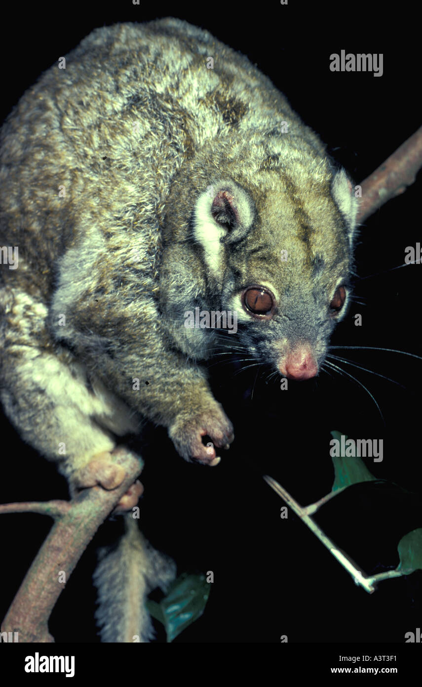 MAMMAL POSSUM Green Ringtail Stock Photo - Alamy