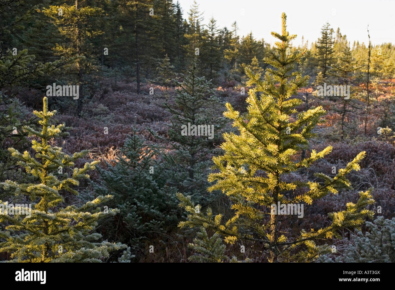 A bog in Michigan s Upper Peninsula is brushed with frost on a crisp ...