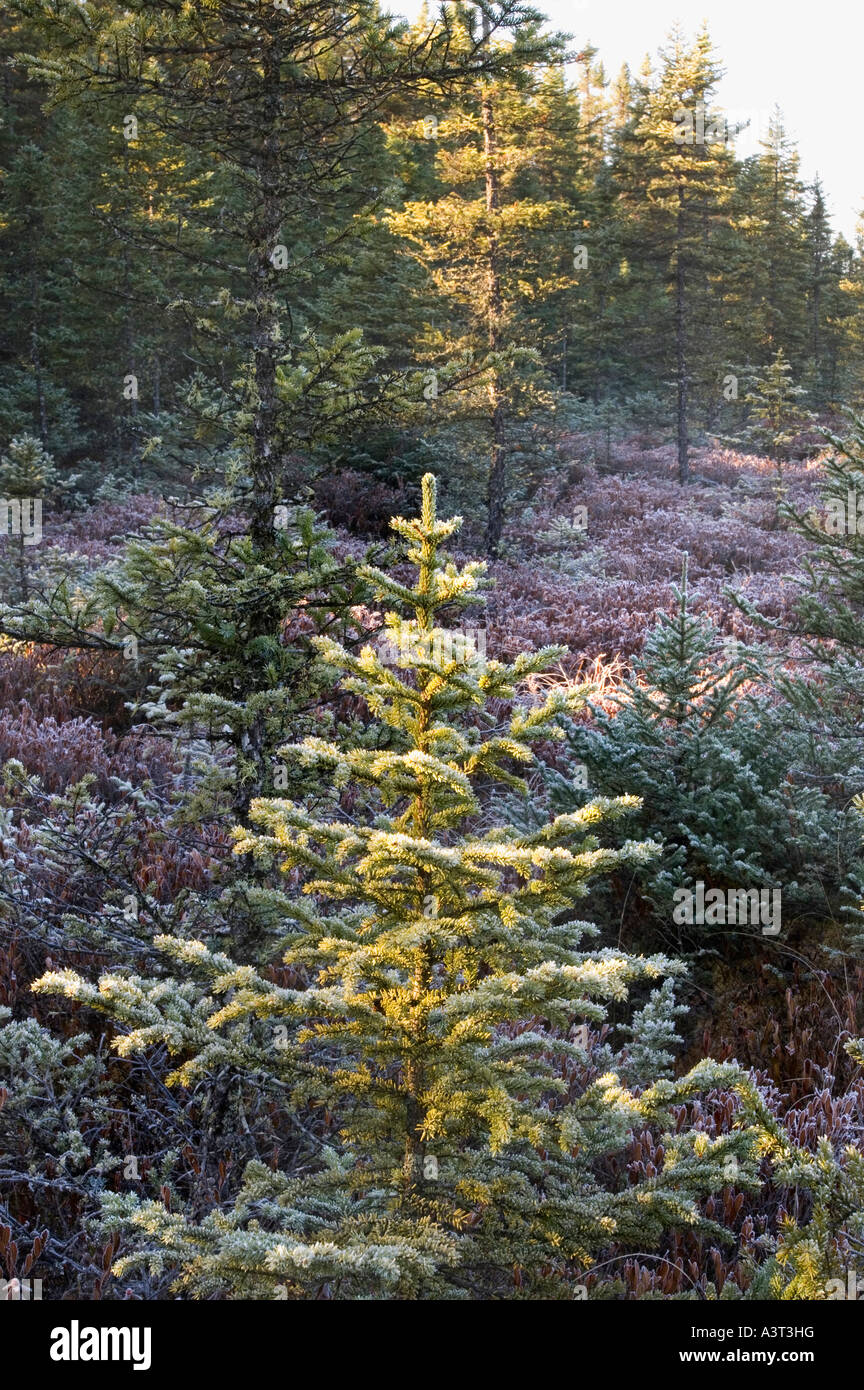 A bog in Michigan s Upper Peninsula is brushed with frost on a crisp ...