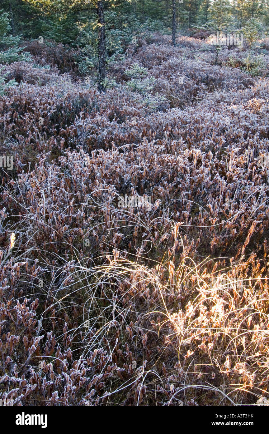A bog in Michigan s Upper Peninsula is brushed with frost on a crisp ...