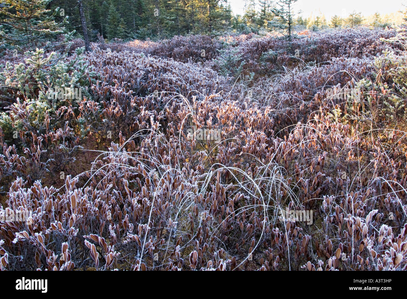 A bog in Michigan s Upper Peninsula is brushed with frost on a crisp ...
