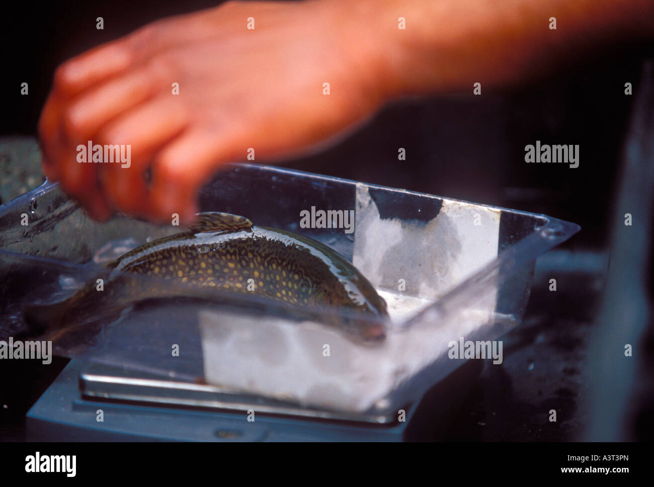 Coaster brook trout research in Michigan Stock Photo - Alamy