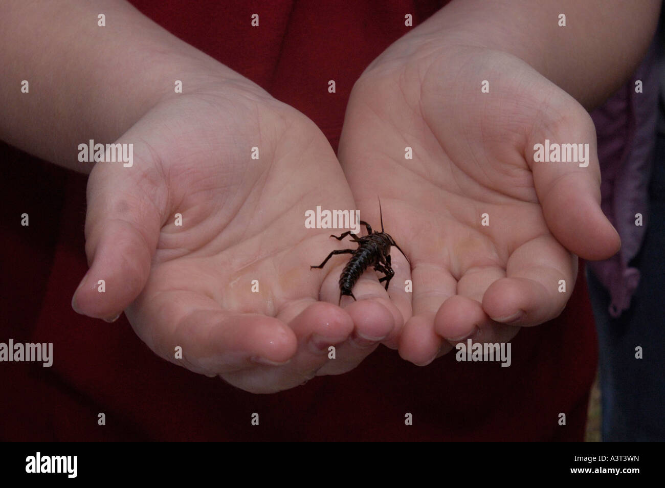 A student holds a salmon fly insect Stock Photo - Alamy