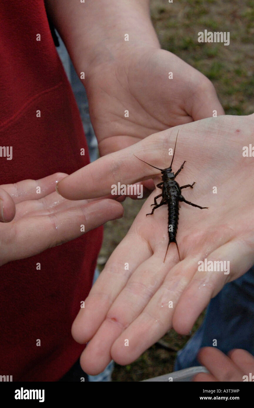 A student holds a salmon fly insect Stock Photo - Alamy