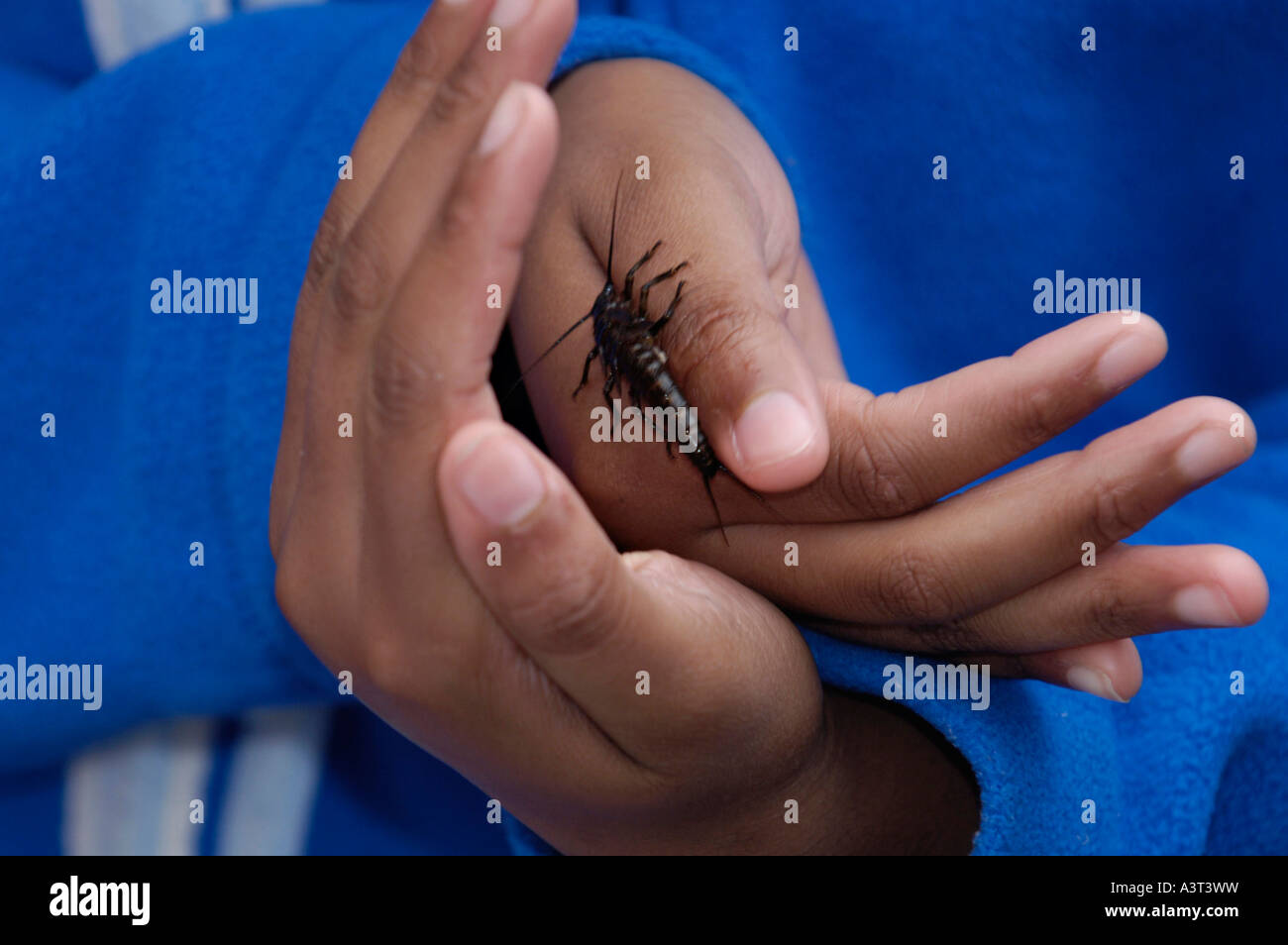 A student holds a salmon fly insect Stock Photo - Alamy