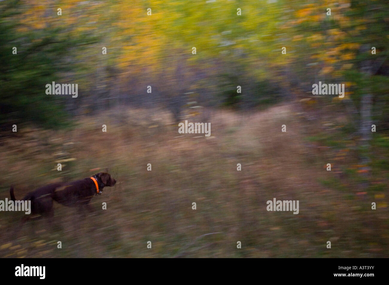 A chocolate pointing labrador retriever is a blur of motion while ...