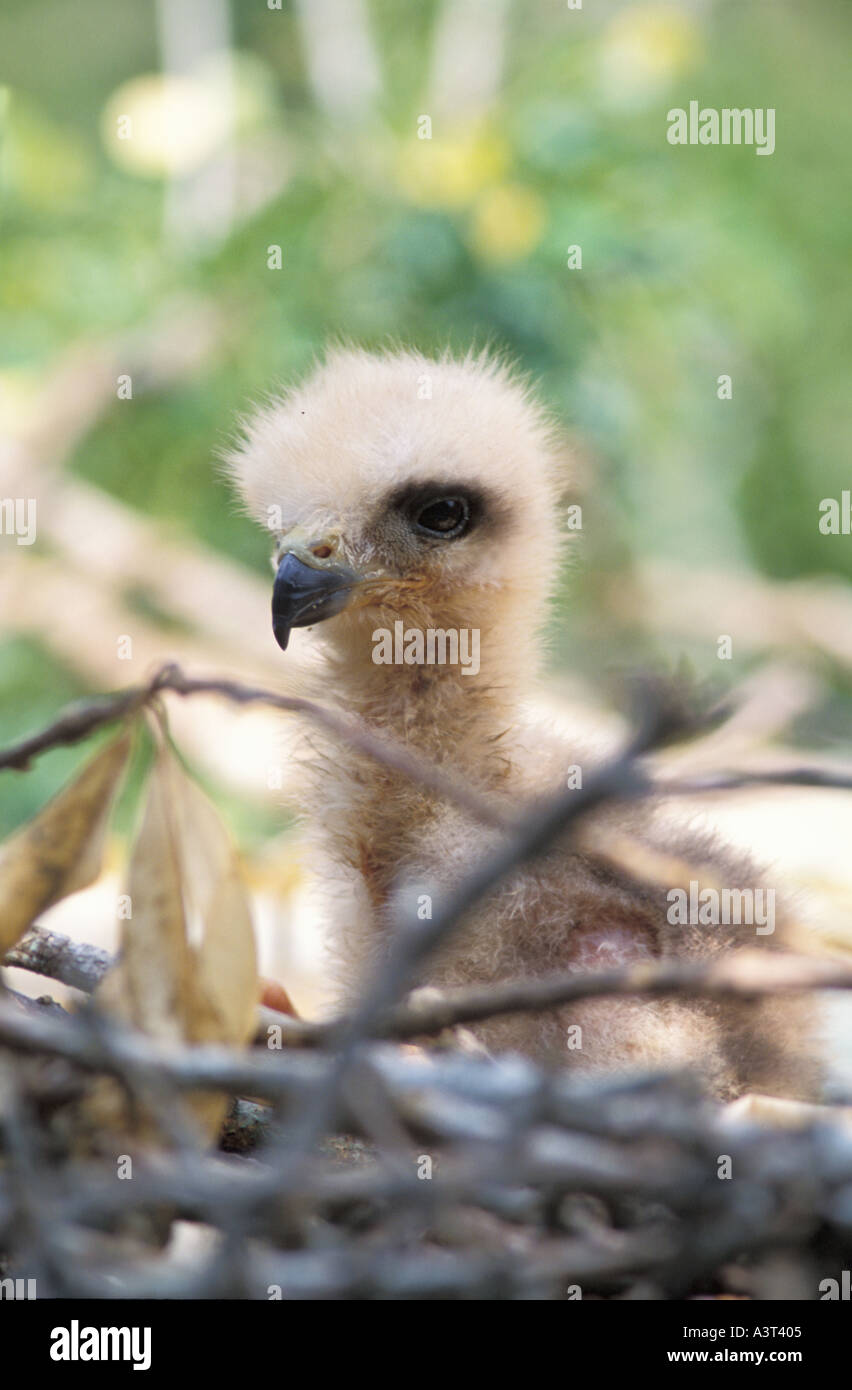 BIRD HAWK Common Black Stock Photo - Alamy