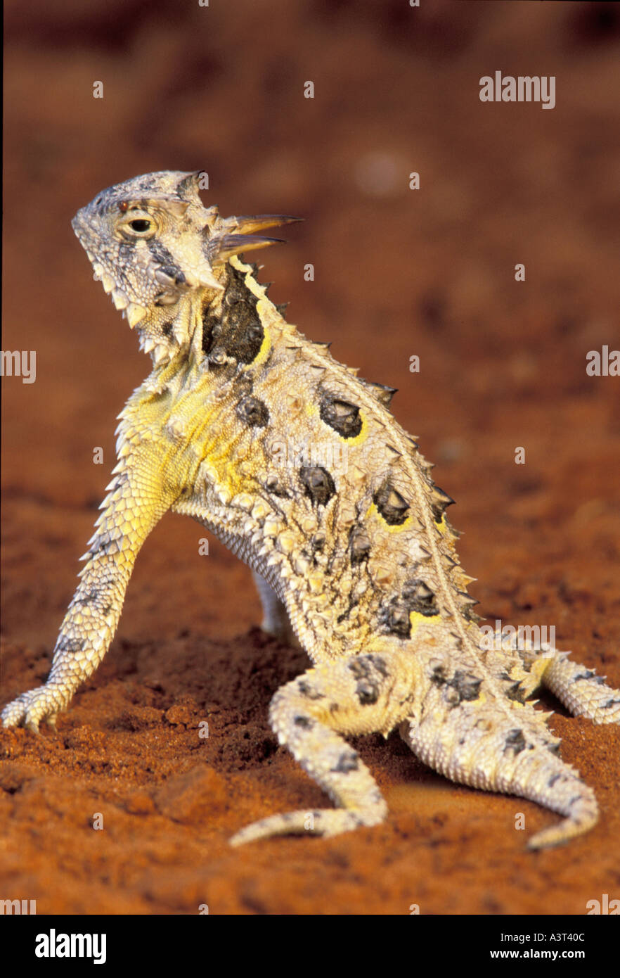 REPTILE LIZARD Texas Horned Stock Photo - Alamy