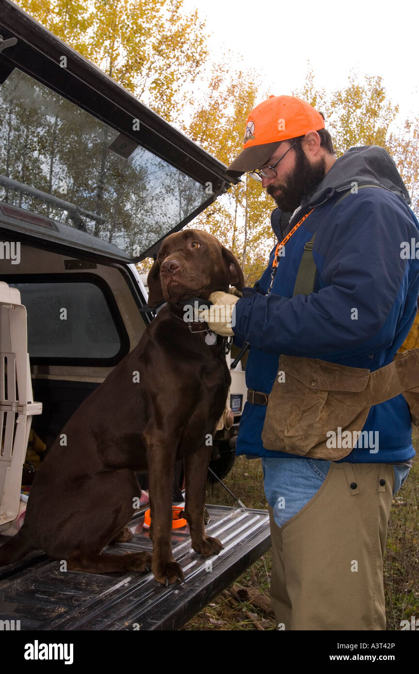 A hunter puts a collar on his chocolate pointing labrador retriever ...